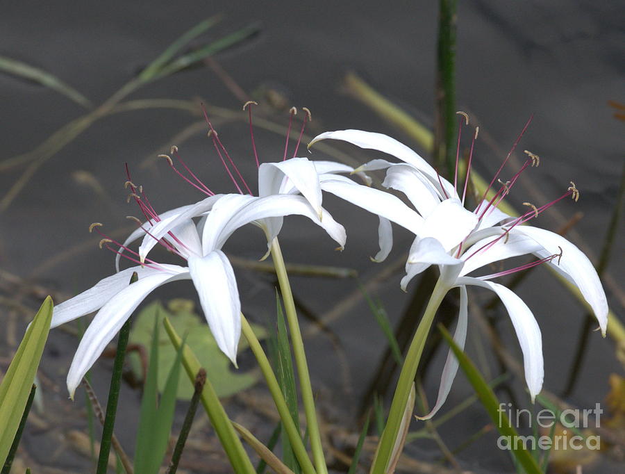 String Lilies Photograph by David Call - Fine Art America