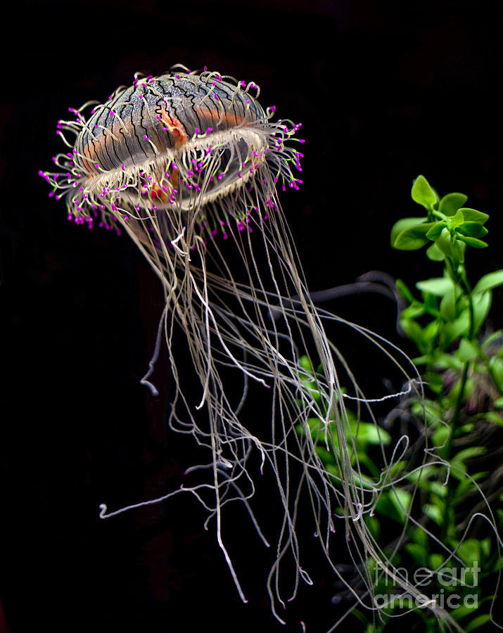 Stringy Photograph by Rick Sargeant - Pixels