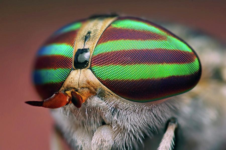 Striped Horsefly Photograph by Thomas Shahan/science Photo Library ...