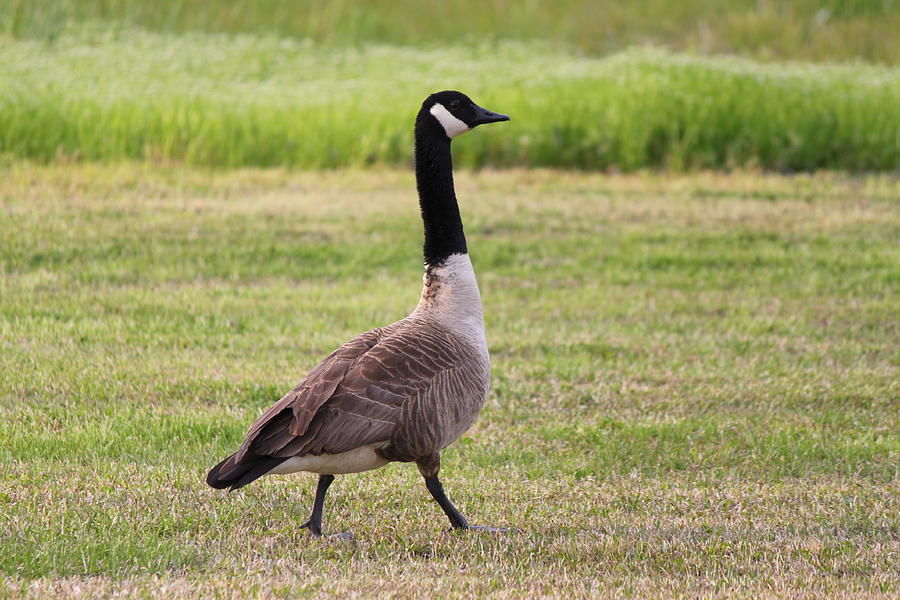 Strutting Photograph by Carolyn Ricks - Pixels