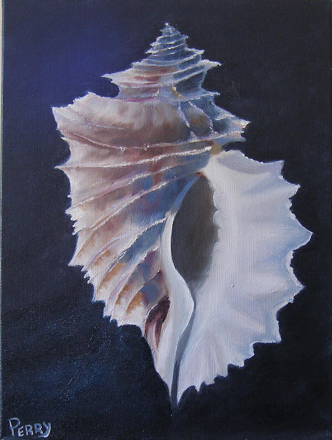 Study of Seashell Eupleura Nitida Painting by Mark Perry - Fine Art America