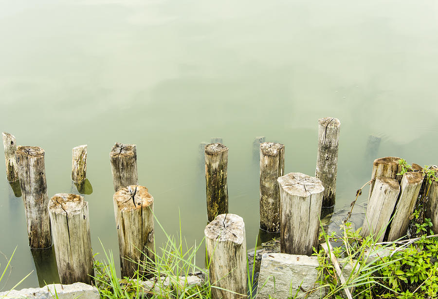 Stumps. Photograph by Peeraphat Bootcharoen - Pixels