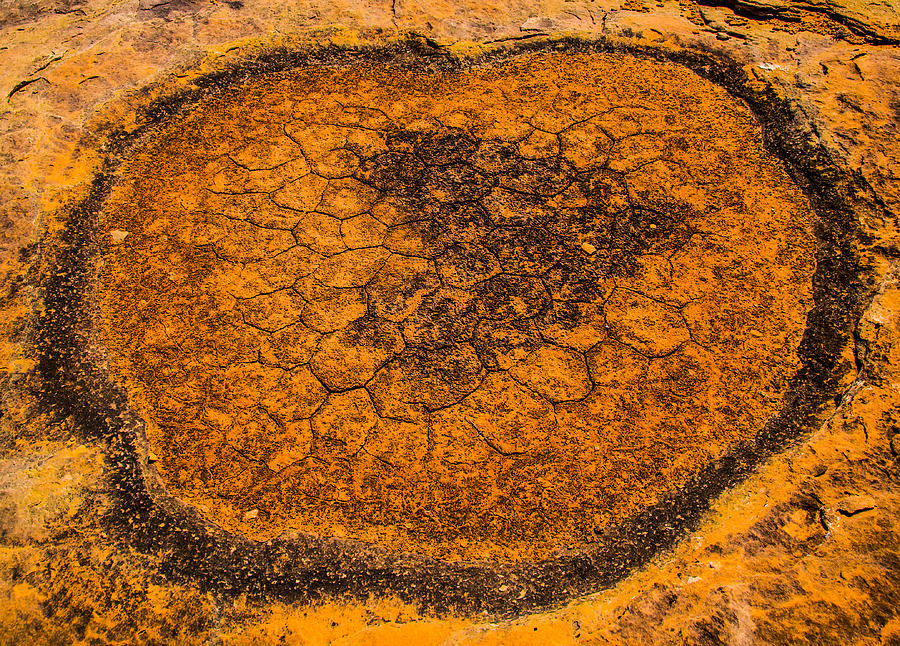 Stumpy Photograph by Angus HOOPER III - Fine Art America