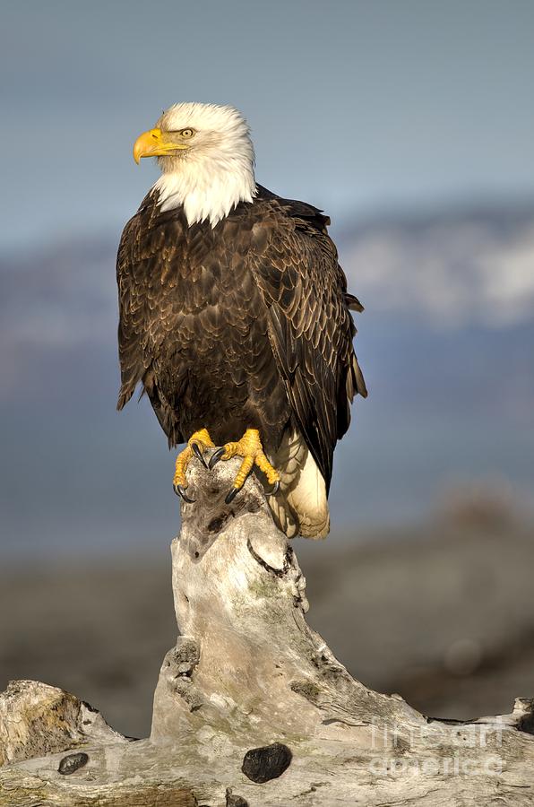 Stumpy Photograph by Greg Helmers - Pixels