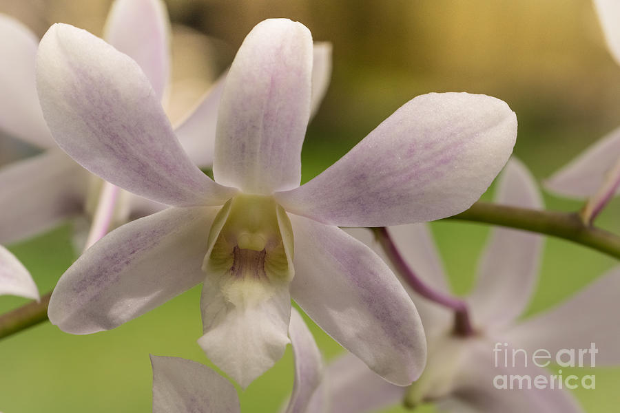 Subtle Photograph by Thalia Haseotes - Fine Art America