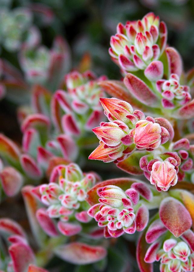 Succulence Photograph by Michael Blesius - Fine Art America