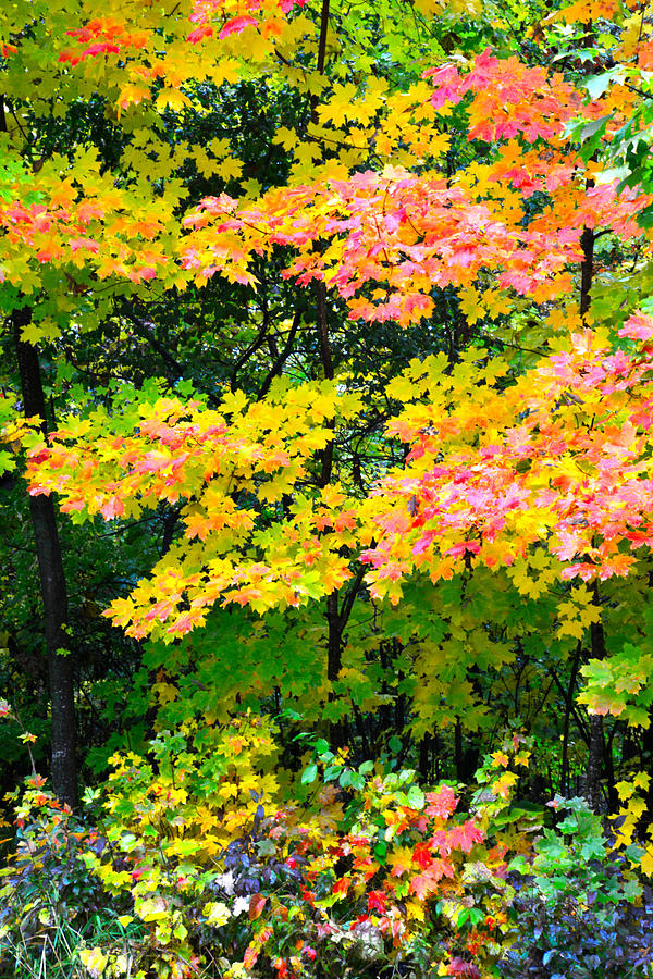 Sugar Maple Splendor Photograph by Ray Mathis - Pixels