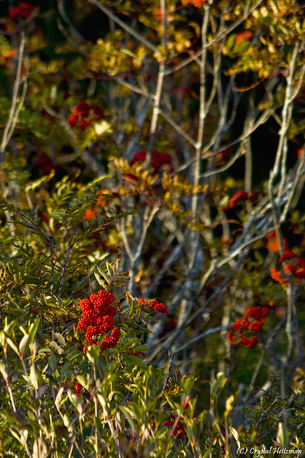 Sumac Fall Foliage Photograph by Crystal Heitzman Renskers - Fine Art ...