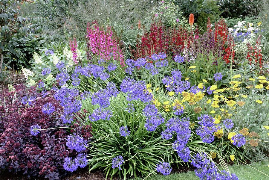 Summer Border Photograph by Science Photo Library - Pixels