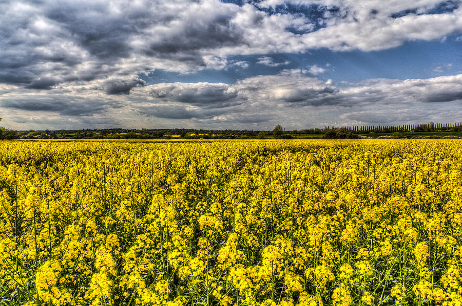 Summer Fields Photograph by David Pyatt - Fine Art America