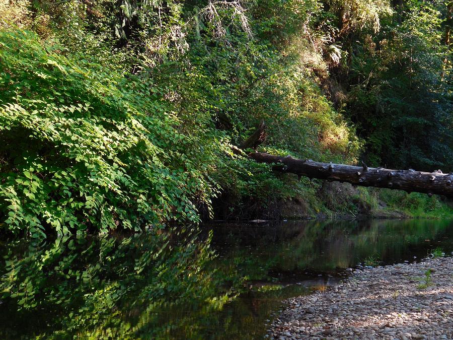 Summer Reflections Photograph by Teresa A Lang - Fine Art America