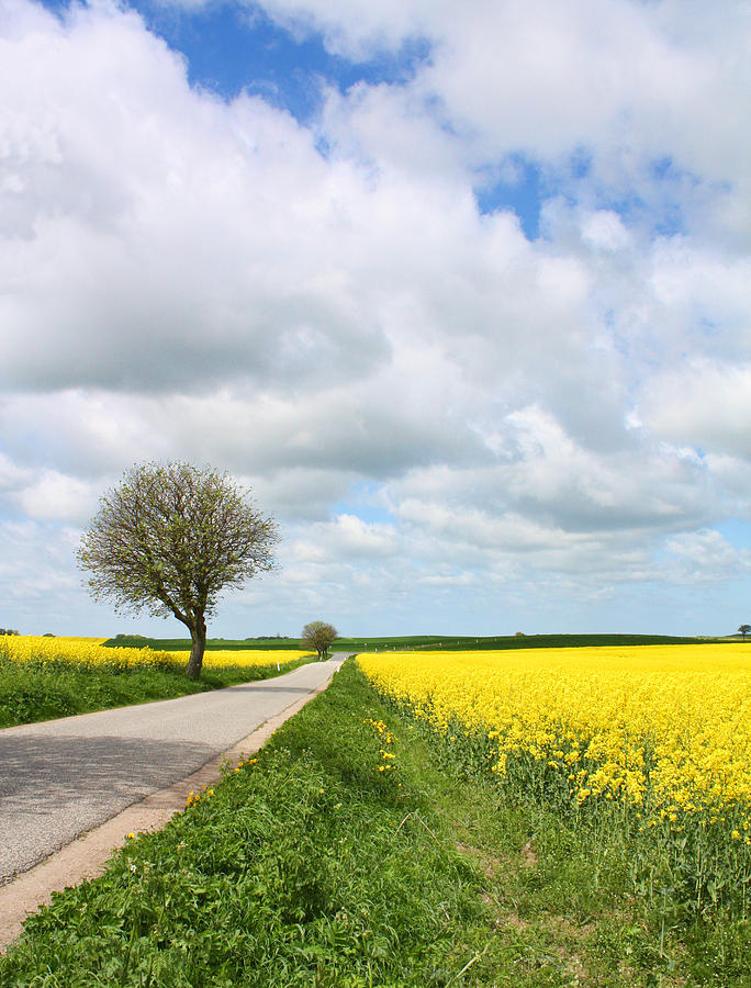 Summer time Photograph by Kent Mathiesen - Fine Art America