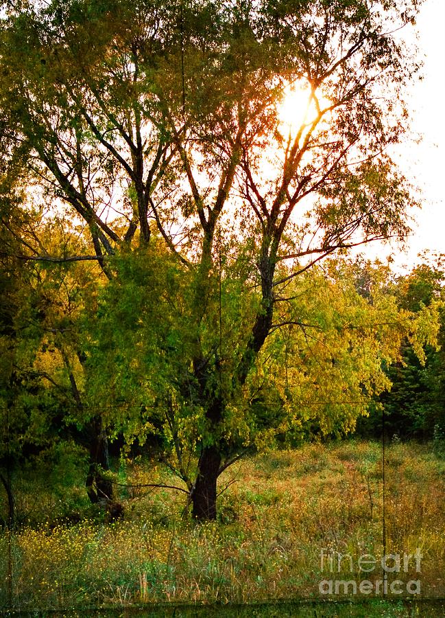Summer Tree Photograph by Gary Richards - Fine Art America