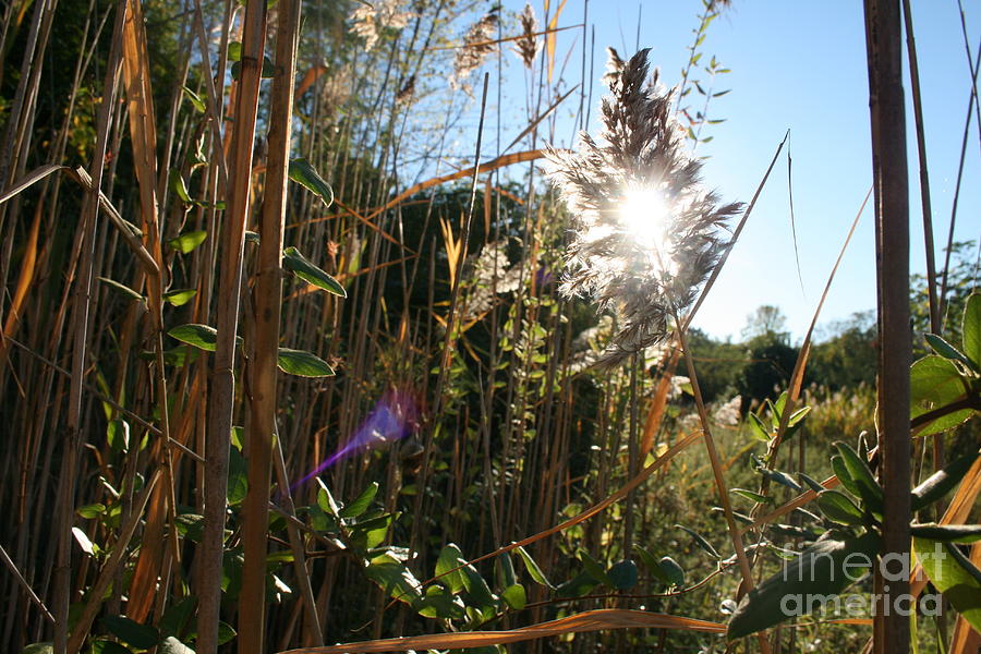 Sun Block Photograph by Michael Gilhooley - Fine Art America