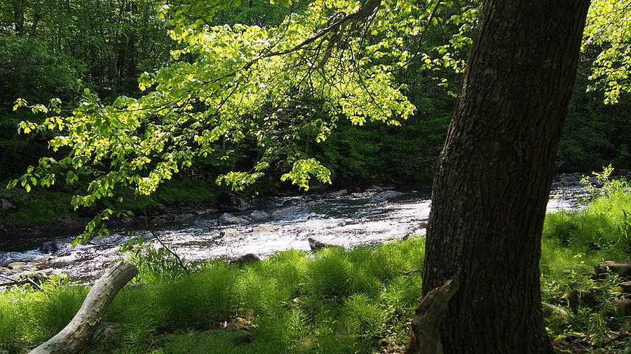 Sun on the River Photograph by Ted Rickson
