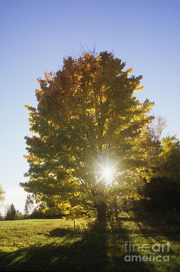 Sun Shining Through Autumn Tree Photograph by Colin Woods - Fine Art ...