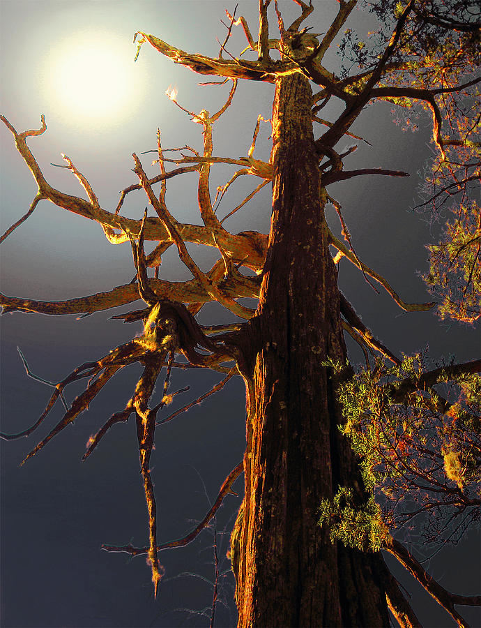 Sun Tree On Fire Photograph by David Walker - Fine Art America