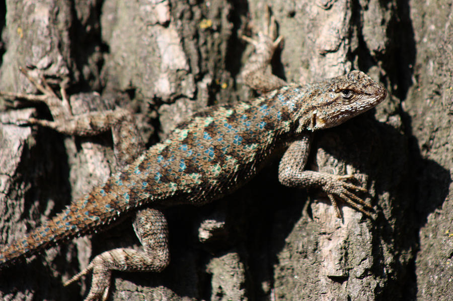 Sunbathing Lizard Photograph by Brandon Sherrill - Fine Art America