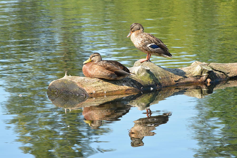 Sunbathing Mallards Reflecting Photograph by Nicki Bennett - Fine Art ...