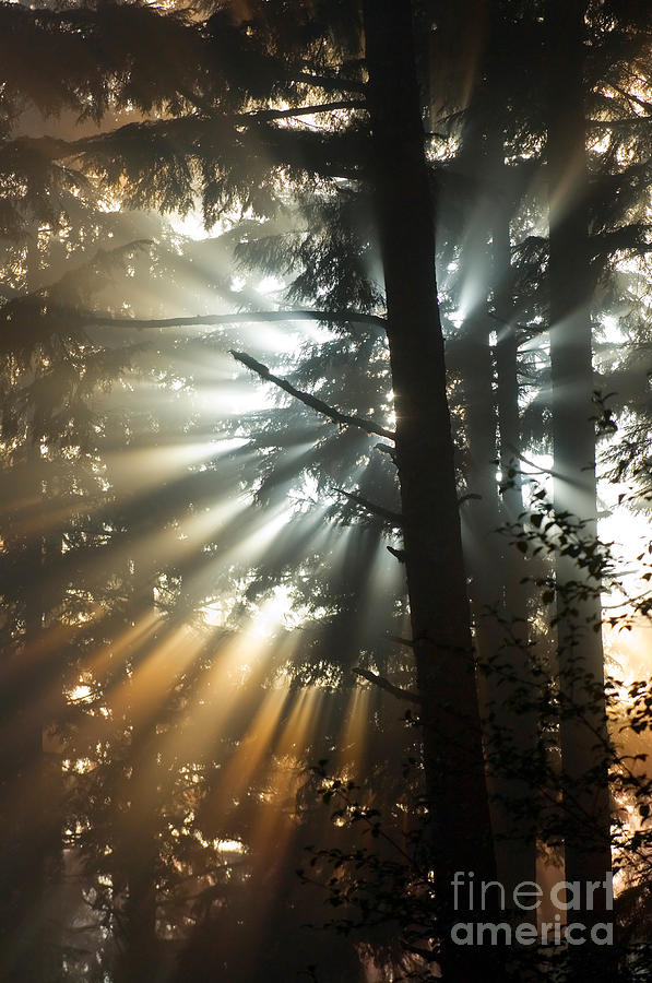 Sunbeams Through Trees Photograph by John Shaw - Fine Art America