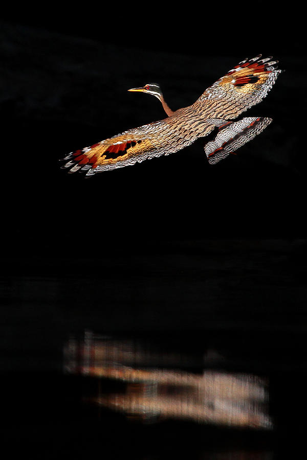 Sunbittern Flight Photograph by Candy McManiman - Fine Art America