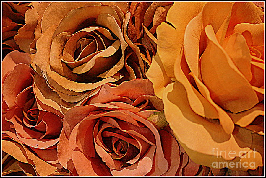 Sunburnt Roses Photograph by Dora Sofia Caputo - Pixels