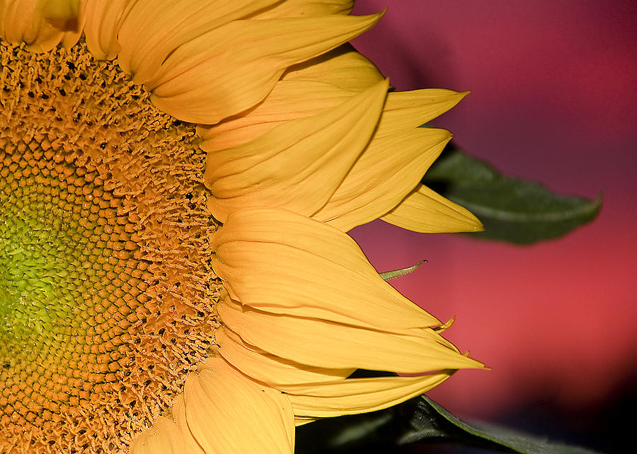 Sunflower Photograph by Daniela White - Fine Art America
