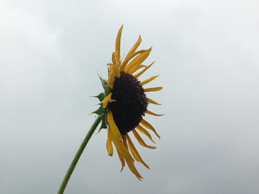 Sunflower Photograph by David Culton - Fine Art America