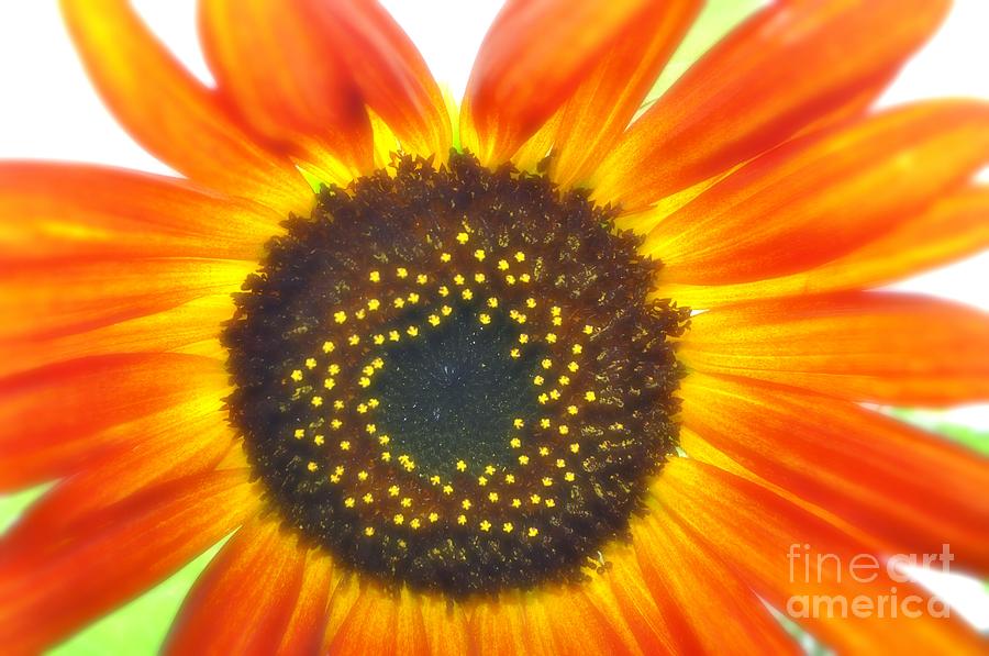 Sunflower Pastel Photograph by Mark Lehman - Fine Art America
