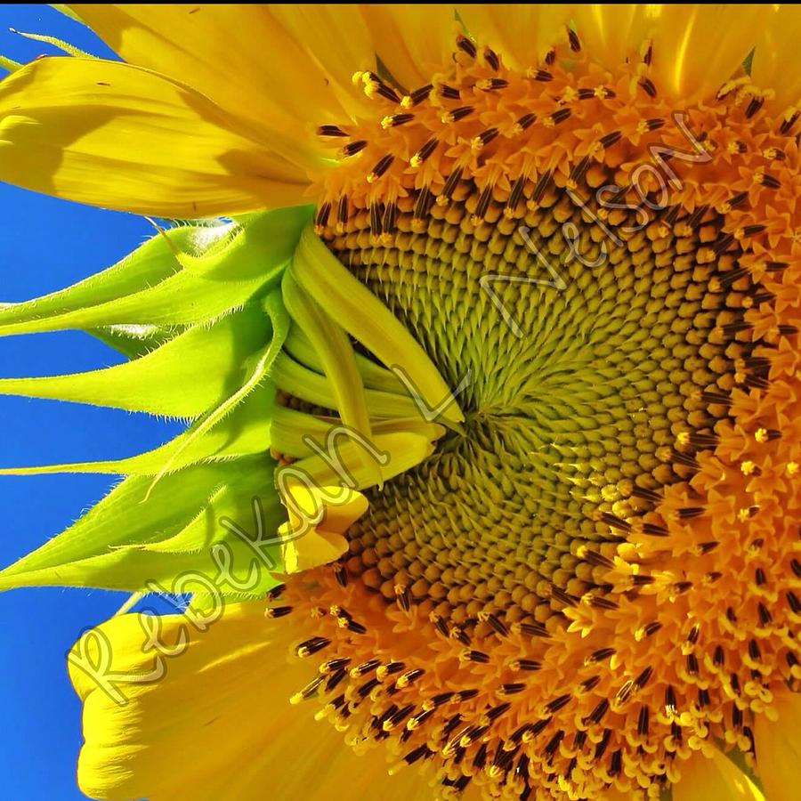 Sunflower spring Photograph by Veronica Tate - Pixels