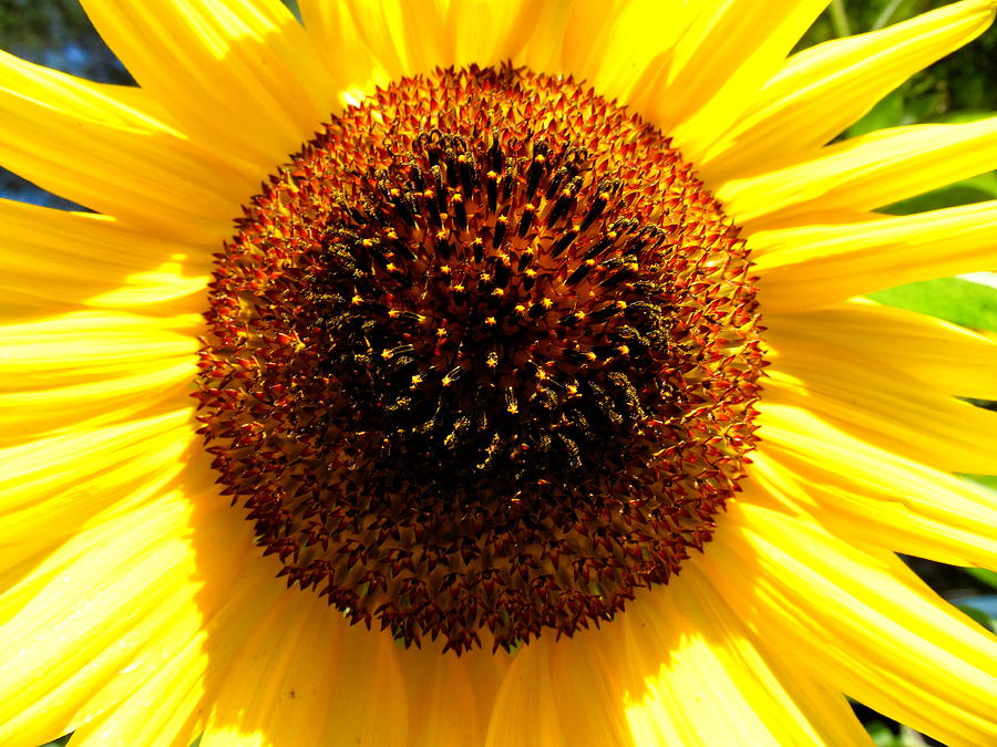 Sunflower Photograph by Steve Doris - Fine Art America