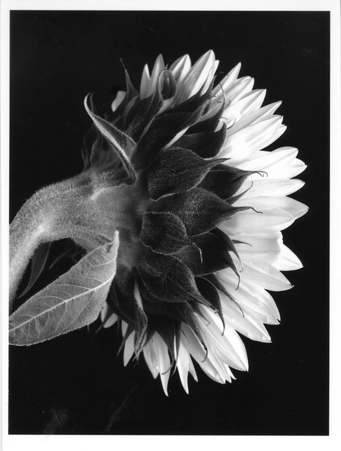 Sunflower Photograph by Stuart Mccallum - Fine Art America