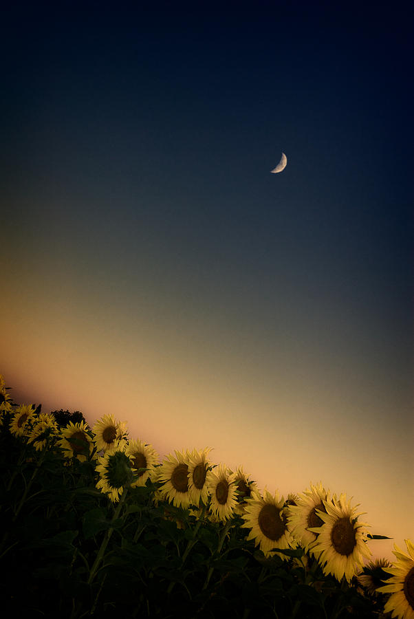 Sunflowers under the moon Photograph by David De franceschi - Pixels