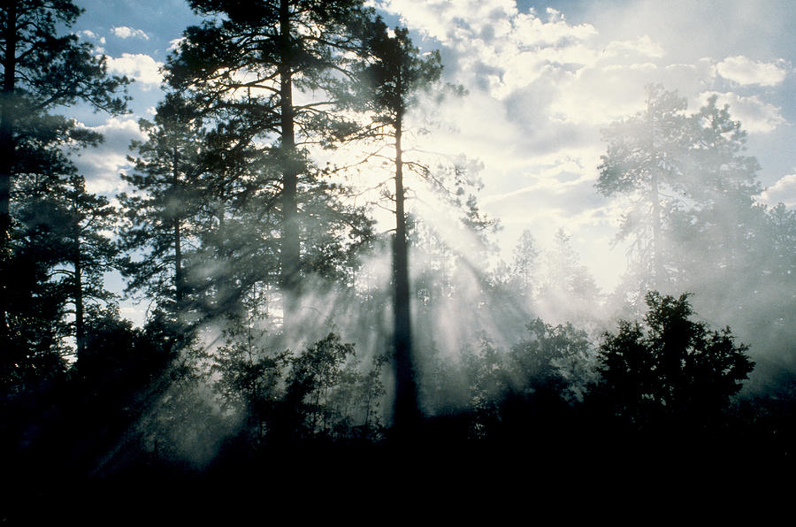 Sunlight Filtering Through Trees Photograph by John Deeks - Fine Art ...