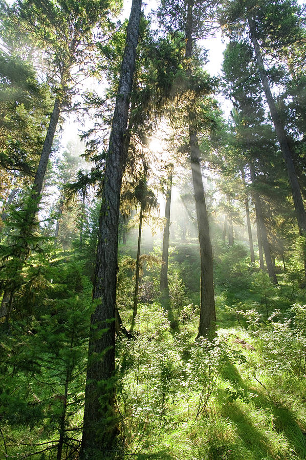 Sunlight Shining Through Forest Canopy Photograph by Eric Zamora - Fine ...