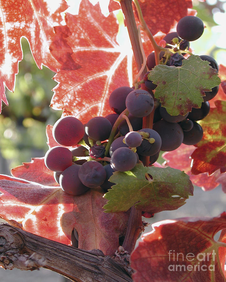 Sunlit Grapes Photograph by Elizabeth Jane Shepard - Fine Art America