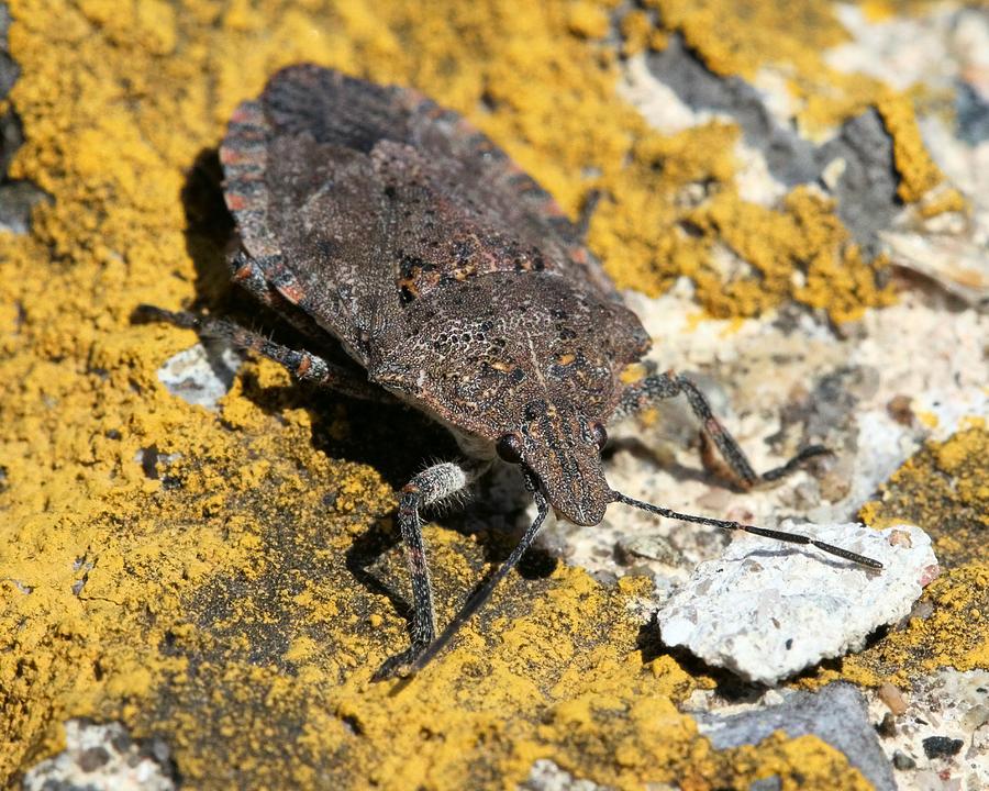 Sunning Stinkbug Photograph by Doris Potter - Pixels