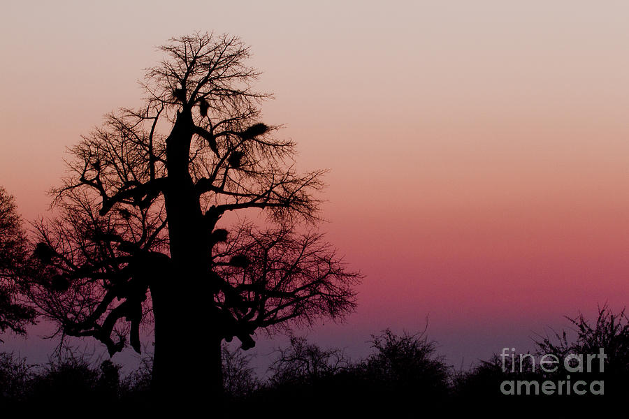 Sunset and baobab Photograph by Lucas Guardincerri - Fine Art America