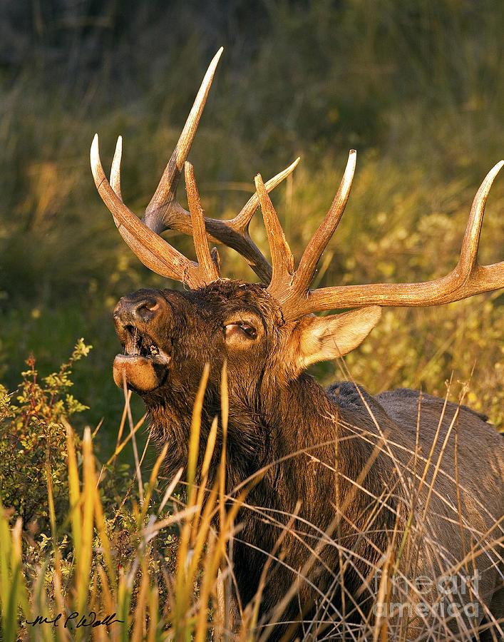 Sunset Bugle Photograph by Michael Waller - Fine Art America