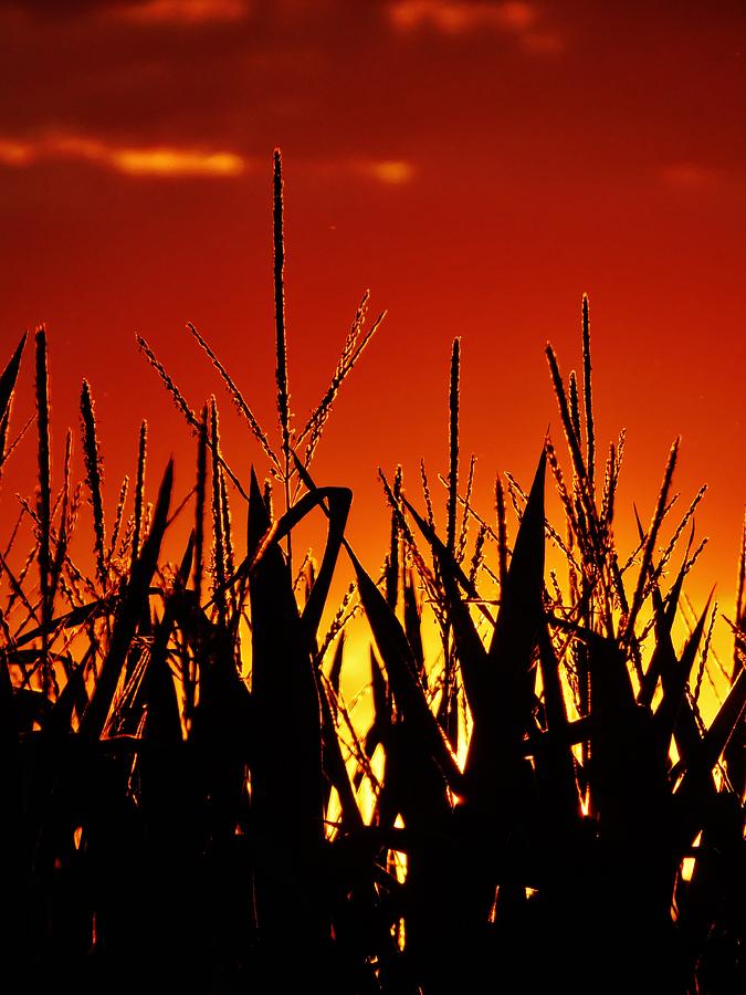 Sunset Corn Photograph by Greg Kear - Fine Art America