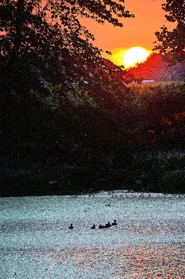 Sunset Ducks Photograph by Robert Wallace | Fine Art America