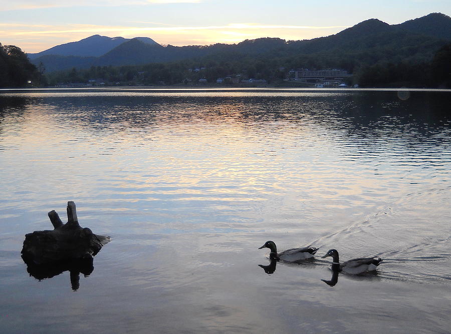 Sunset Ducks Photograph by Sheena Kohlmeyer - Fine Art America