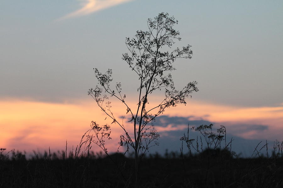 Sunset Photograph by Dwight Cook | Fine Art America