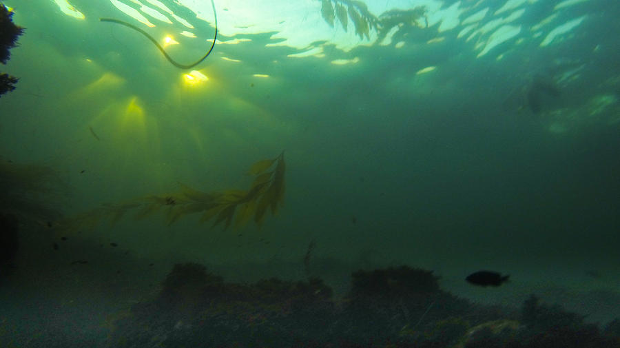 Sunset from Underwater Photograph by Shane Brown - Fine Art America