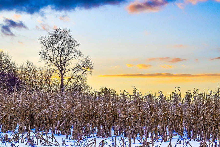 Sunset over the Corn Field Photograph by Libby Lord | Pixels