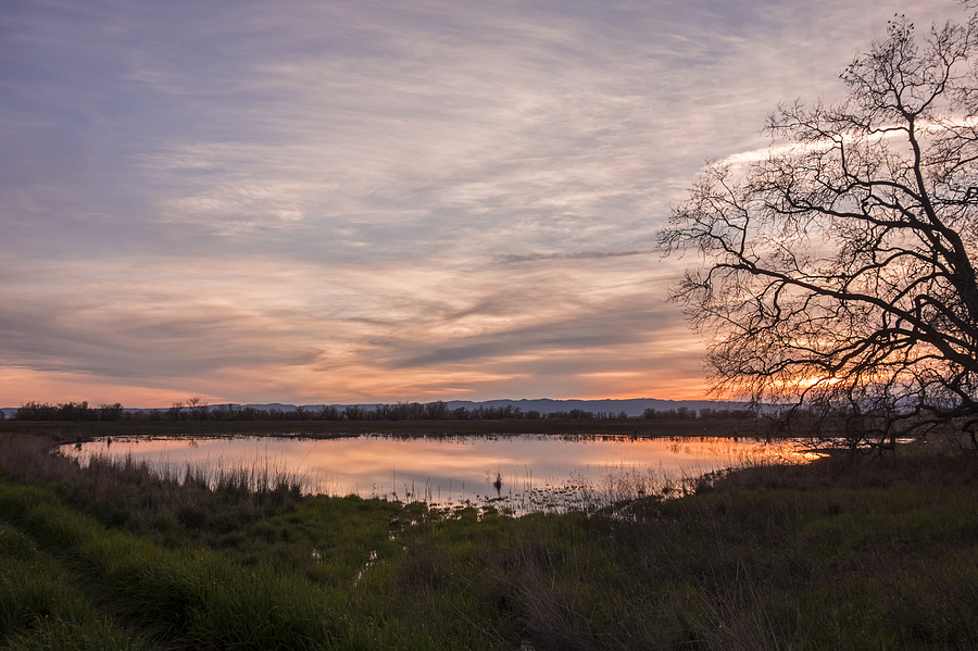 Sunset Pond Photograph by Loree Johnson - Fine Art America