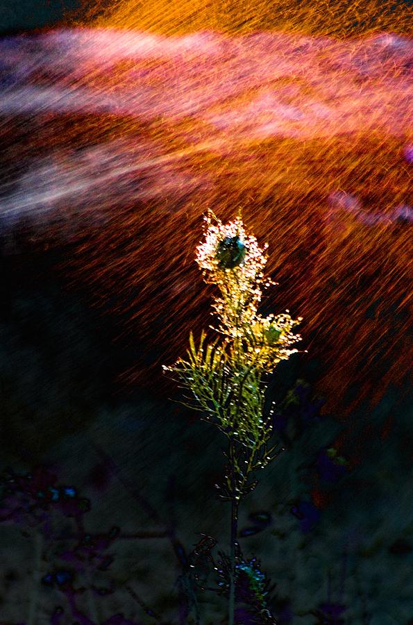 Sunset sprinkle Pyrography by Jacob Sela - Fine Art America