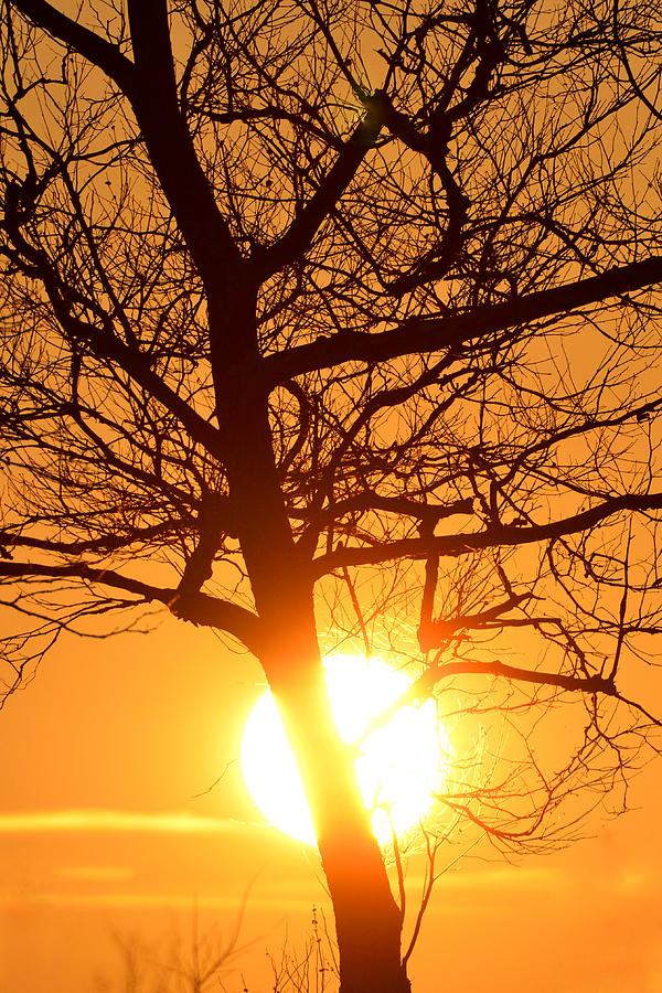 Sunset Tree Photograph by Dylan Lees - Fine Art America