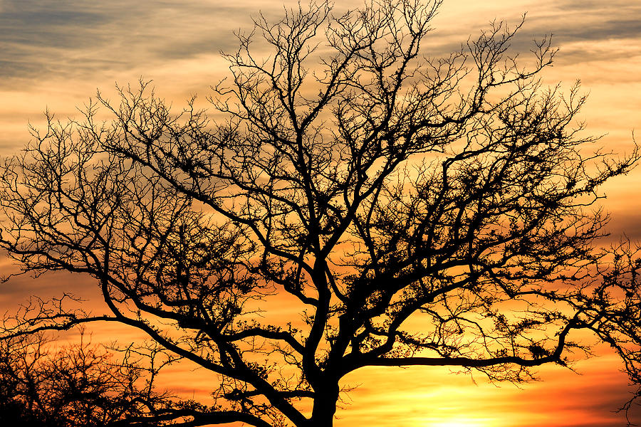Sunset Tree Photograph by John Zocco - Fine Art America