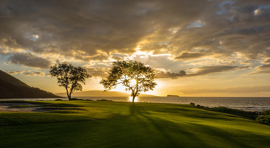 Sunset tree Photograph by Tony Lathrop | Fine Art America
